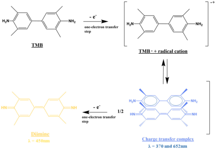 ELISA实验中如何精确判断显色时长，TMB显色 - 武汉菲恩生物科技有限公司