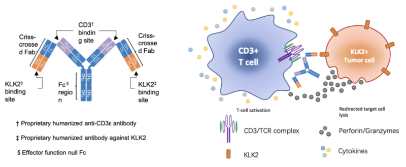 前列腺癌治疗新突破！KLK2结构、机制以及靶向治疗进展 - 武汉菲恩生物科技有限公司