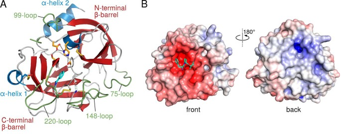 前列腺癌治疗新突破！KLK2结构、机制以及靶向治疗进展 - 武汉菲恩生物科技有限公司