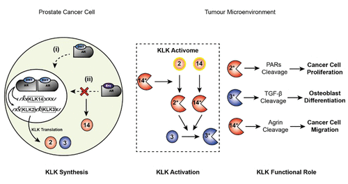 前列腺癌治疗新突破！KLK2结构、机制以及靶向治疗进展 - 武汉菲恩生物科技有限公司