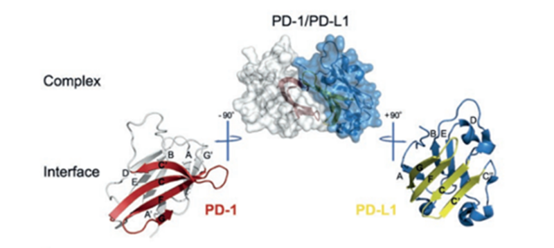 PD-1/PD-L1作用机制及生物学功能_产品知识_武汉菲恩生物科技有限公司