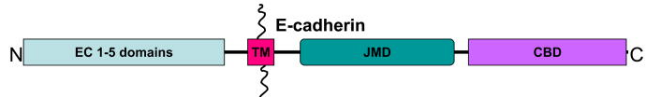 E-Cadherin蛋白功能以及在肿瘤研究中的作用_产品知识_武汉菲恩生物科技有限公司