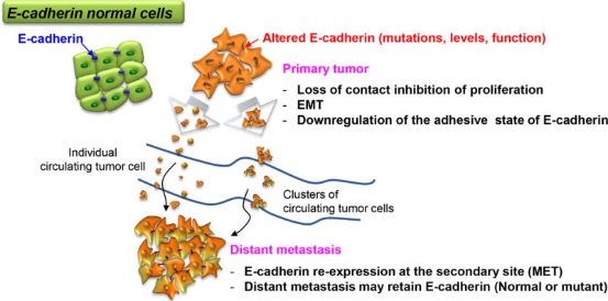 深度解析！E-Cadherin蛋白功能以及在肿瘤研究中的作用 - 武汉菲恩生物科技有限公司
