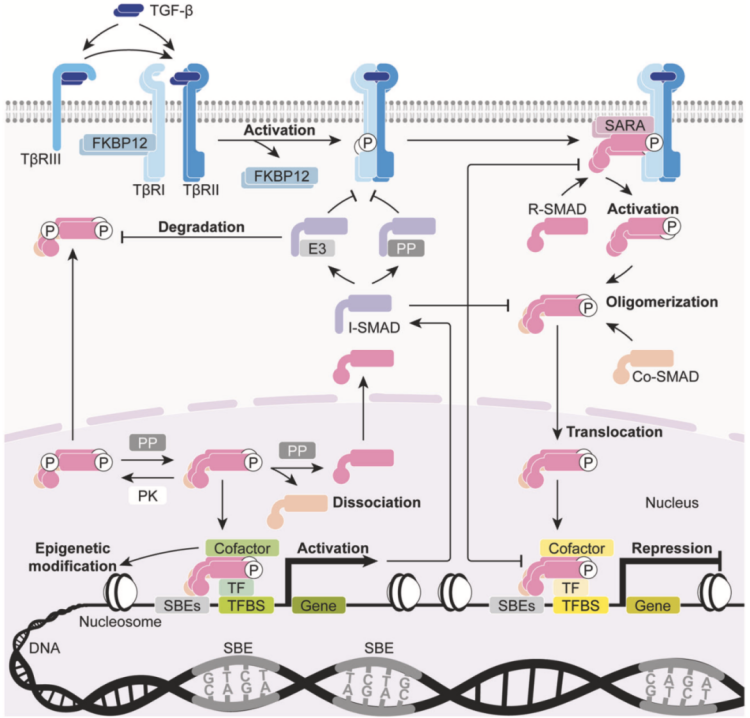 TGF-β信号通路及相关生物学功能_产品知识_武汉菲恩生物科技有限公司