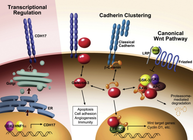 CDH17作用机制与靶向药物研发的潜力 - 武汉菲恩生物科技有限公司