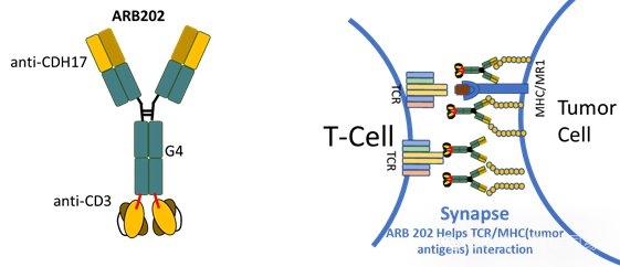CDH17作用机制与靶向药物研发的潜力 - 武汉菲恩生物科技有限公司
