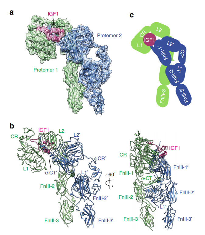 深度解析：关于IGF1R结构、信号通路及靶向治疗_产品知识_武汉菲恩生物科技有限公司