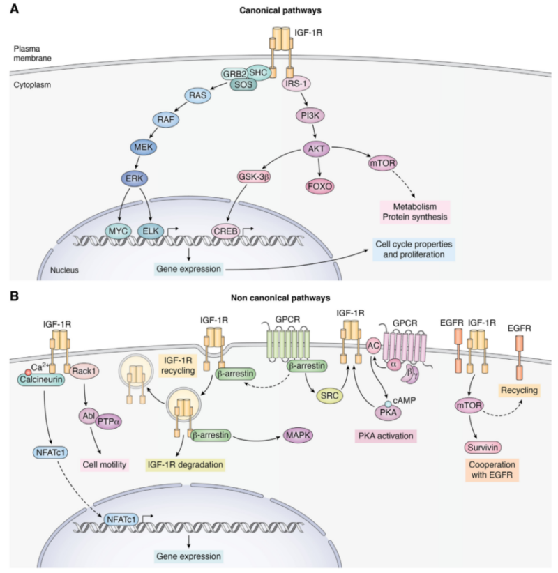 深度解析：关于IGF1R结构、信号通路及靶向治疗 - 武汉菲恩生物科技有限公司