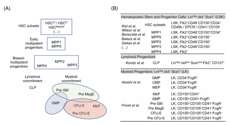 14色全光谱流式方案：全方面解析小鼠造血系统表型_产品知识_武汉菲恩生物科技有限公司