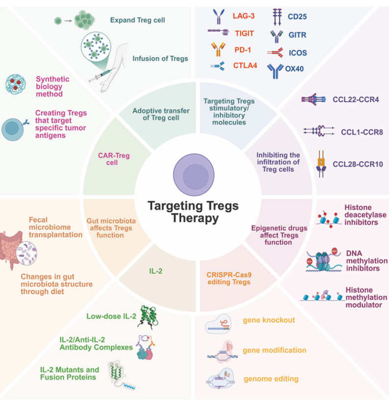 Treg细胞免疫学功能、流式细胞术在其检测与分析中的应用 - 武汉菲恩生物科技有限公司