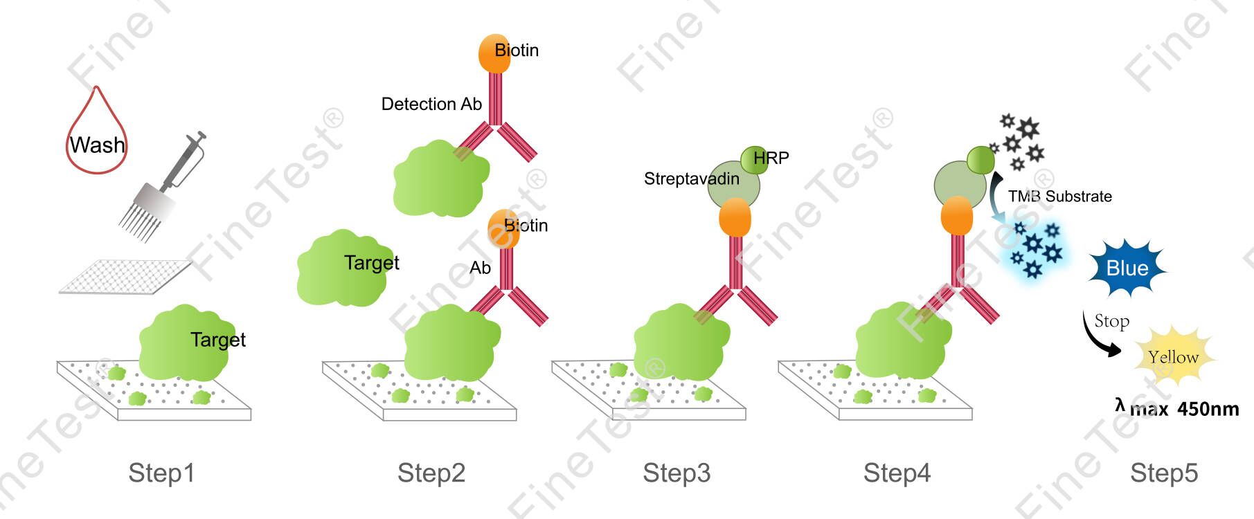 GABA (Gamma-aminobutyric acid) ELISA Kit - 武汉菲恩生物科技有限公司