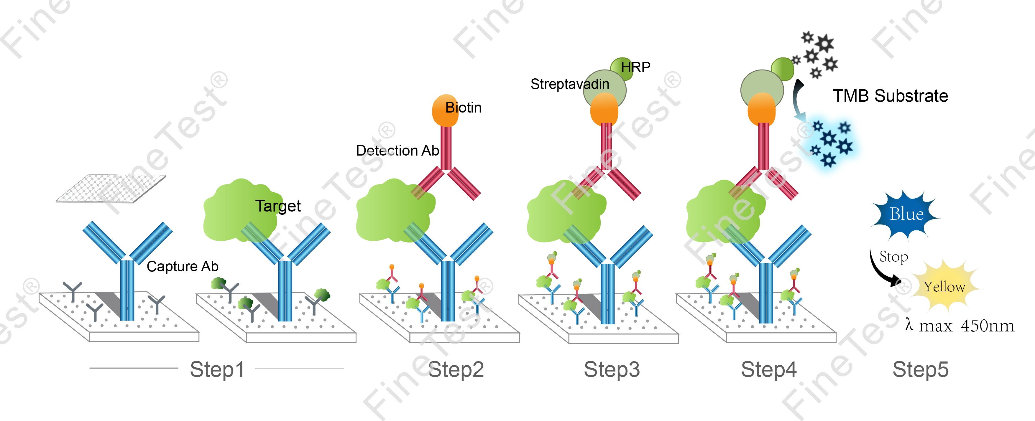 GFP(Green fluorescent protein) ELISA Kit - 武汉菲恩生物科技有限公司